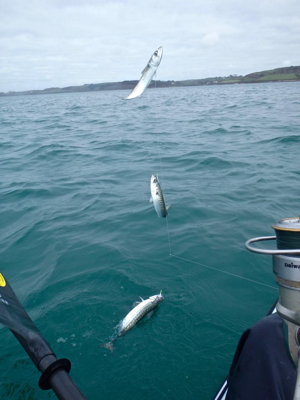 Fantastic fish and how to catch them: mackerel | Palm Equipment