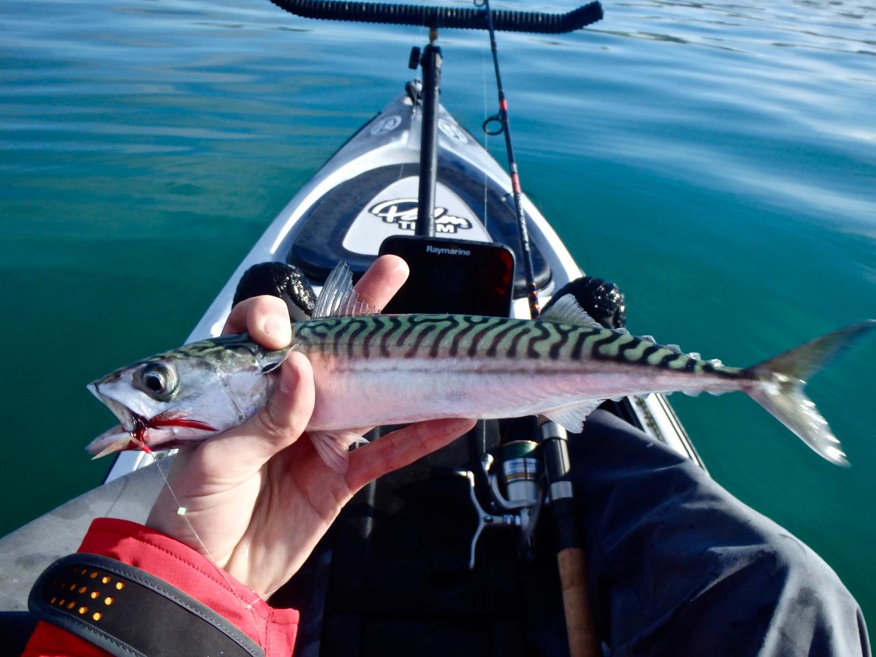 Fantastic fish and how to catch them: mackerel | Palm Equipment