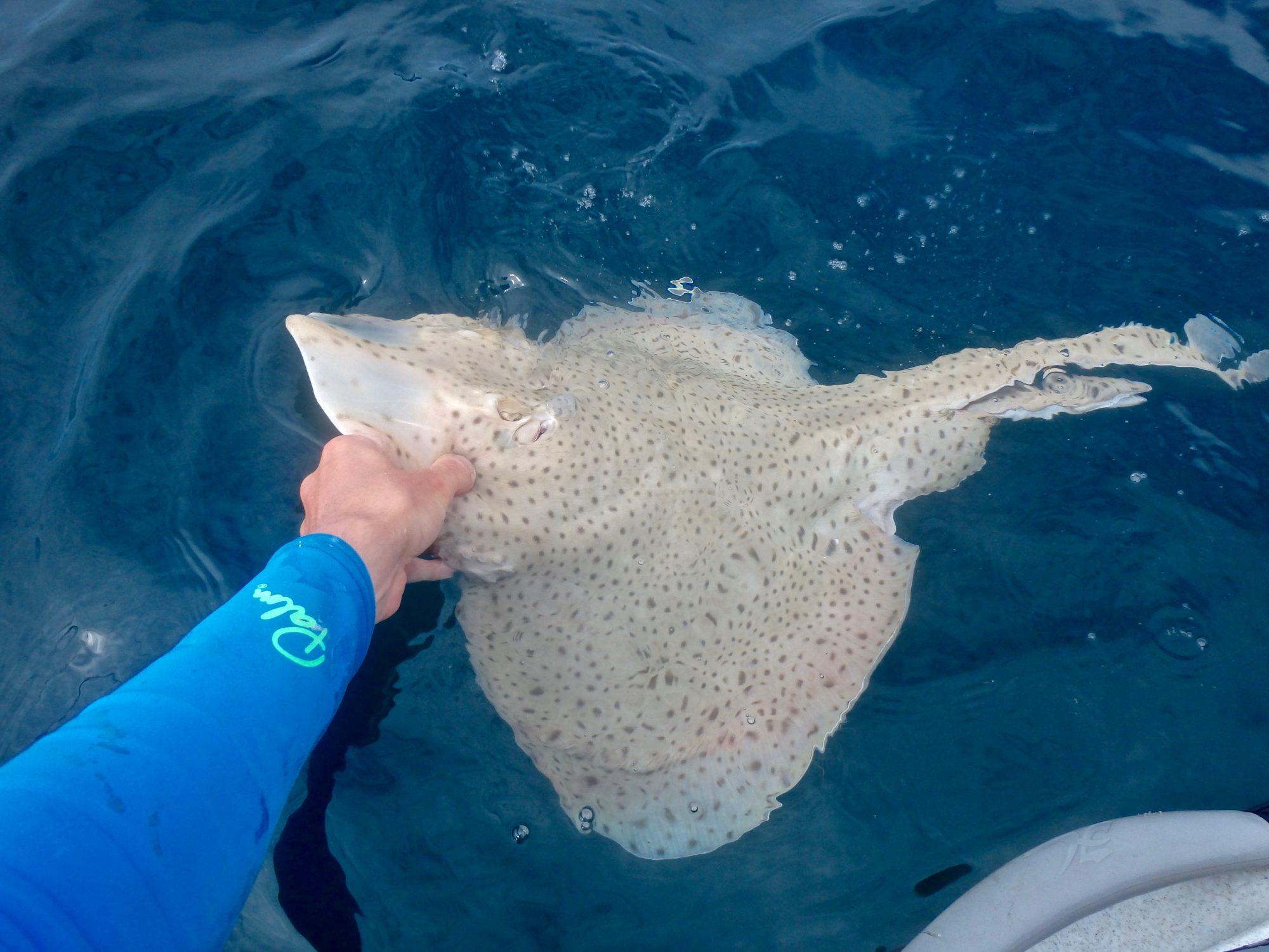 Fantastic fish and how to catch them: rays | Palm Equipment