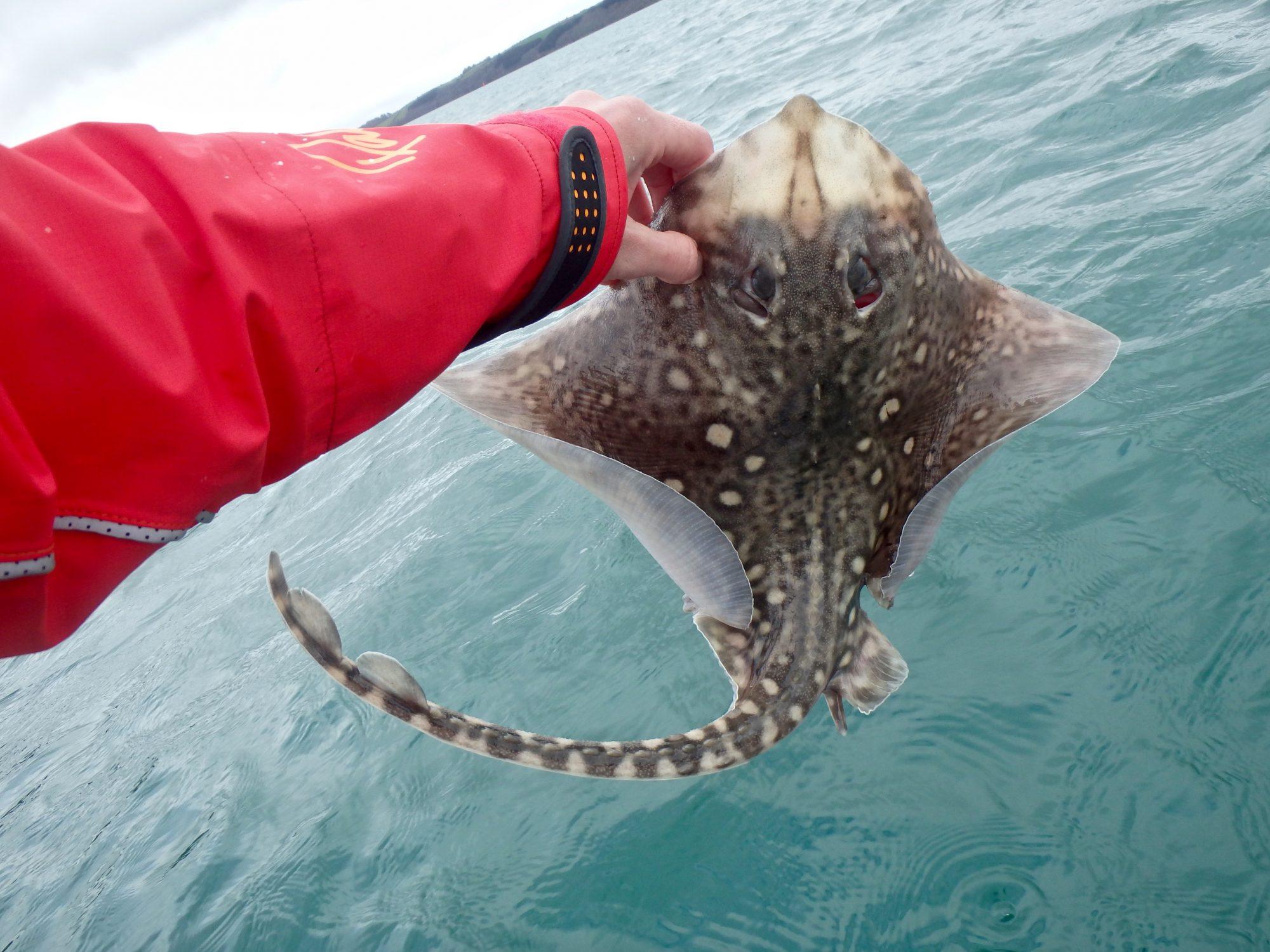 Fantastic fish and how to catch them: rays | Palm Equipment