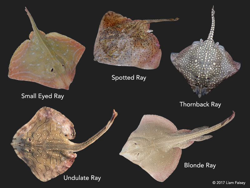 Fantastic fish and how to catch them: rays | Palm Equipment