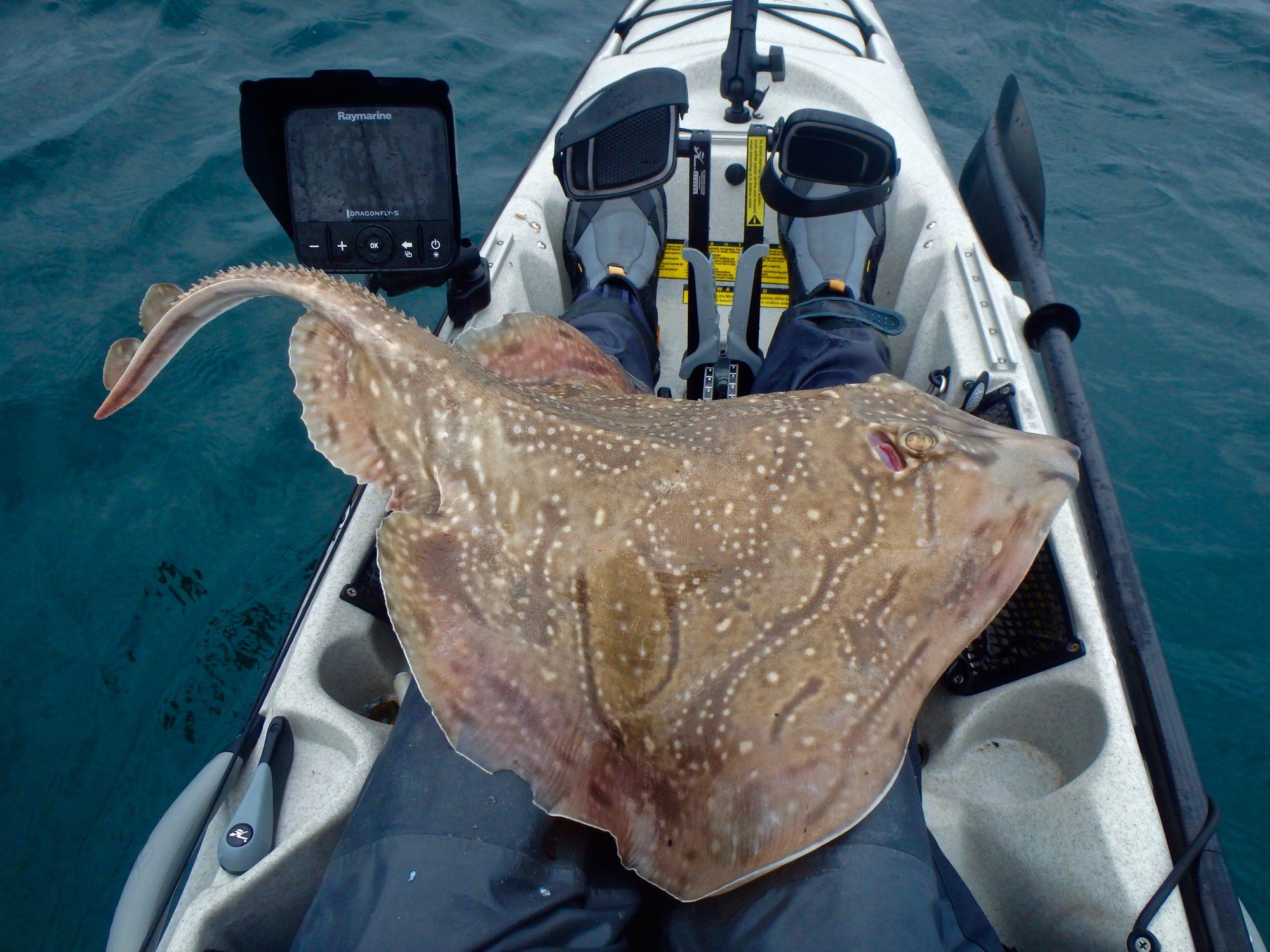 Fantastic fish and how to catch them: rays | Palm Equipment